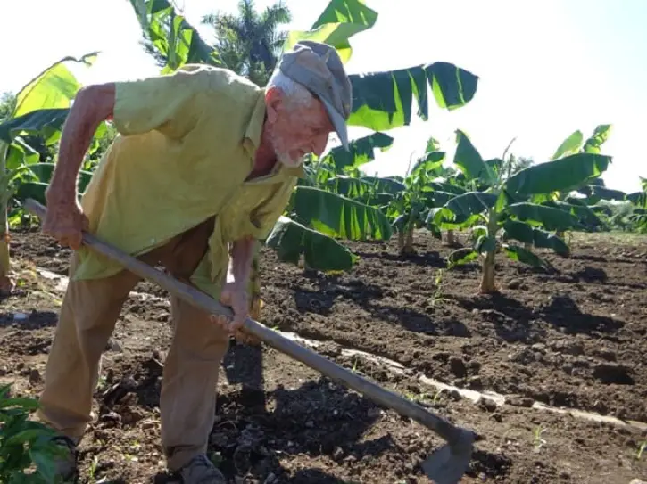 A sus 96 años este guajiro cubano todavía le saca frutos a la tierra