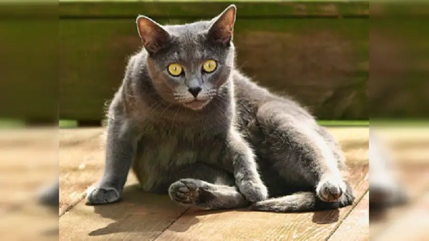 Azul cubana, una raza de gatos única de Cuba