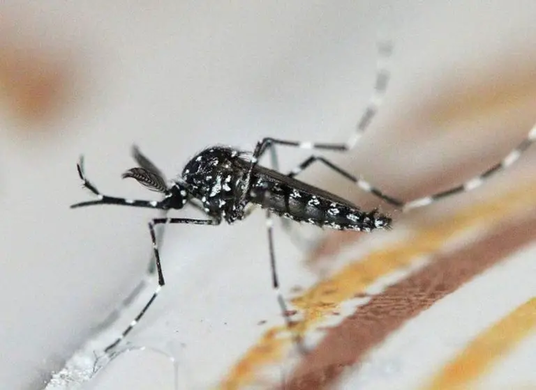 Aedes vittatus: El nuevo mosquito que invade Cuba mientras el sistema ...